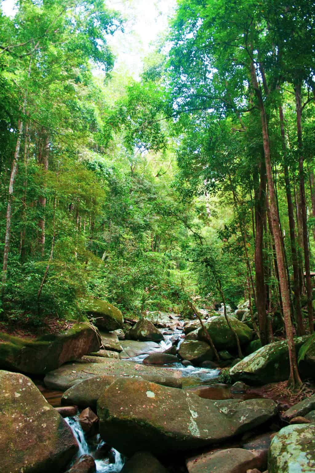 Gunung Ledang Nationaal Park. Pittige klim naar de top. Leuk voor 1 dag.